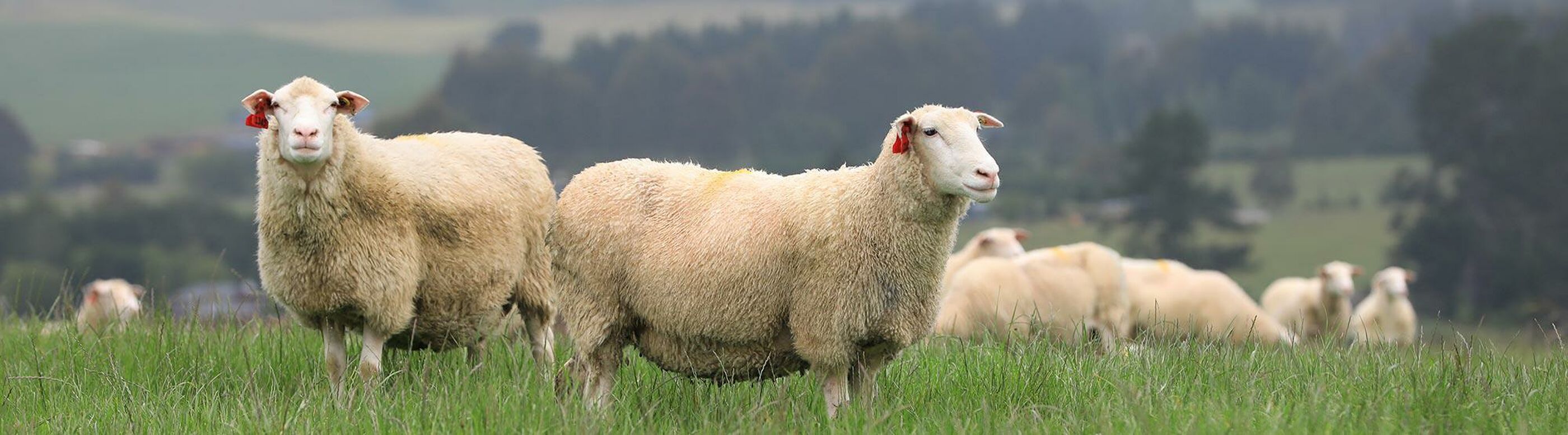 The Spring Sheep – Sheep Milk story - Spring Sheep (en-NZ)