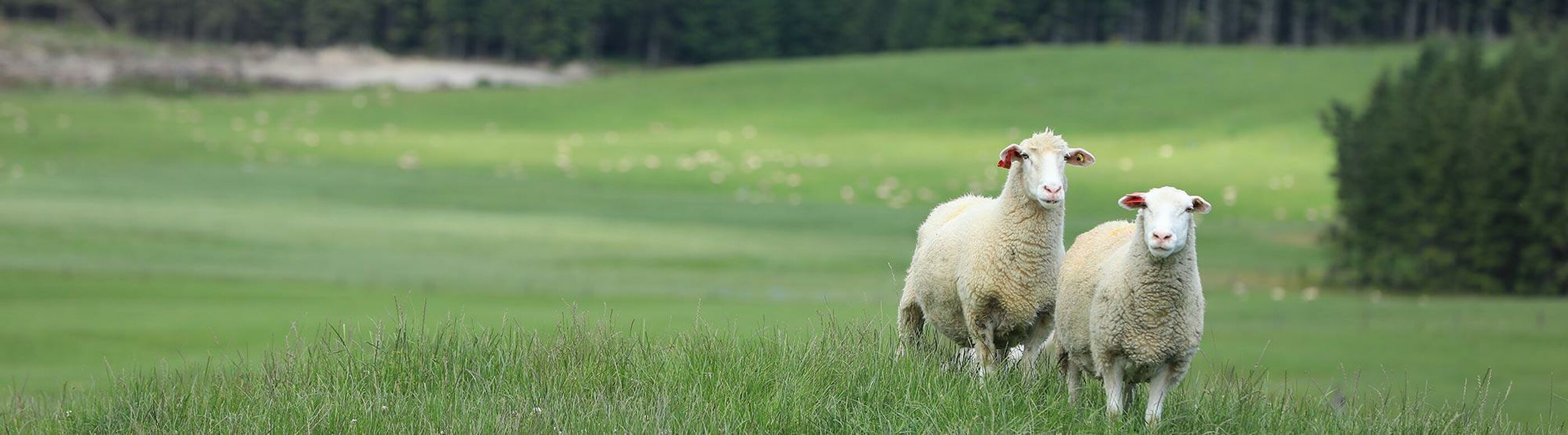 Spring Sheep – Contact Us - Spring Sheep (en-NZ)