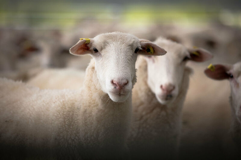 The Spring Sheep – Sheep Milk story - Spring Sheep (en-NZ)
