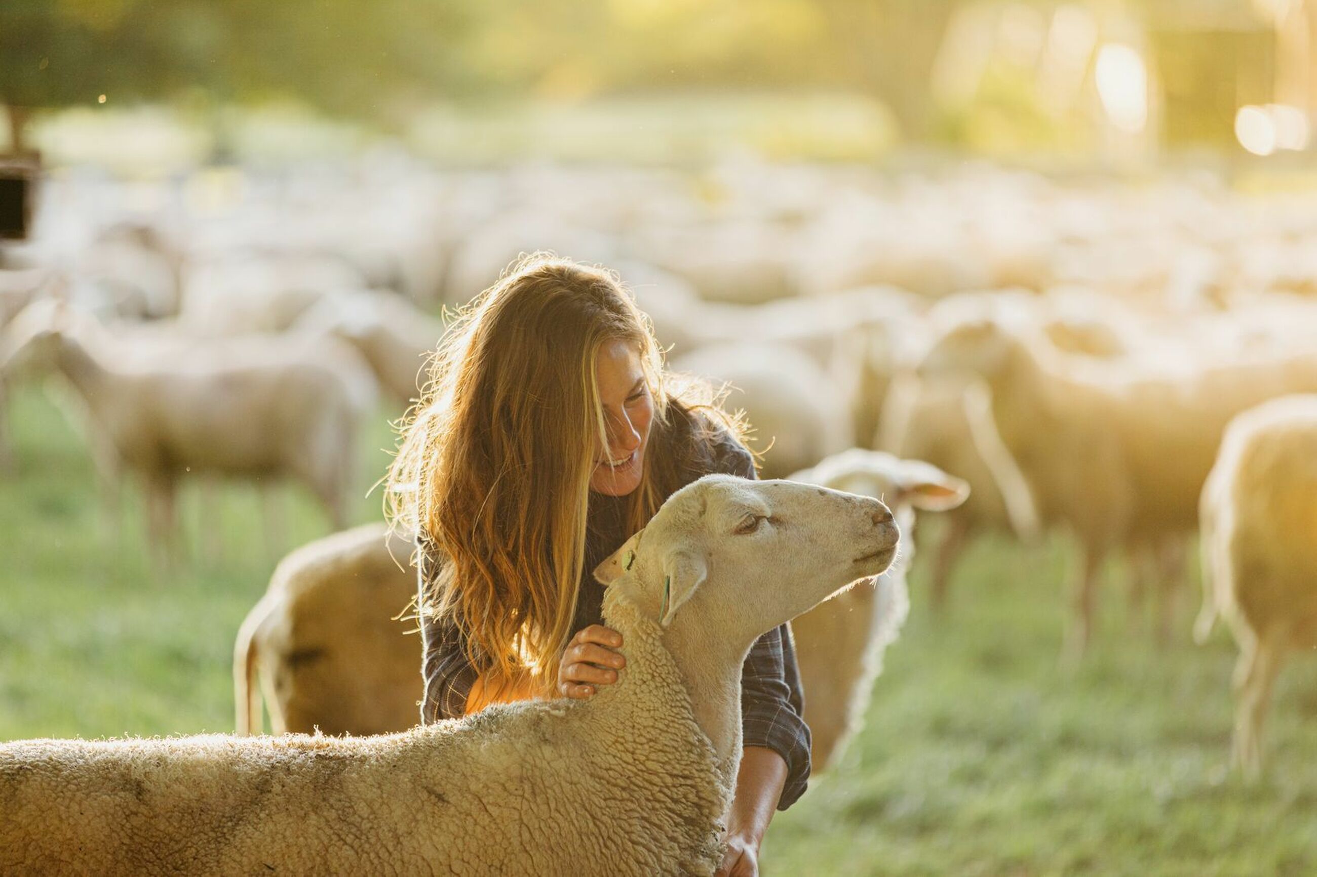 NZ sheep milk that’s nutritious and delicious - Spring Sheep (en-NZ)