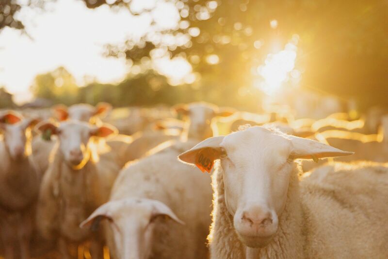Premium grass-fed sheep milk from New Zealand - Spring Sheep (en-NZ)
