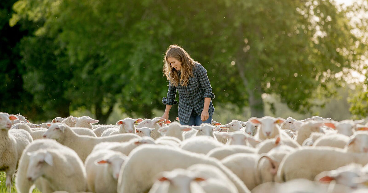 Full Cream Sheep Milk Powder - Spring Sheep (en-NZ)