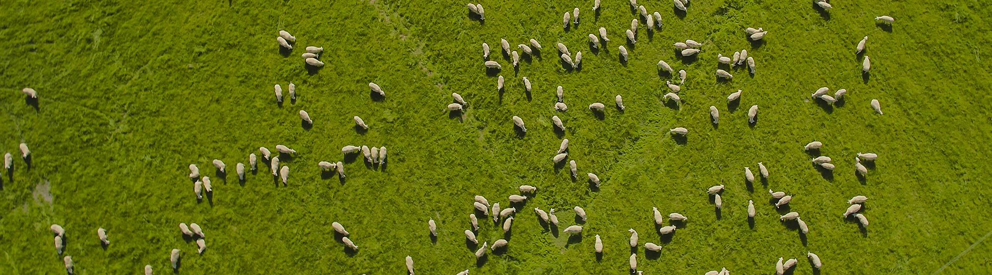 Team Stories - Spring Sheep (en-NZ)